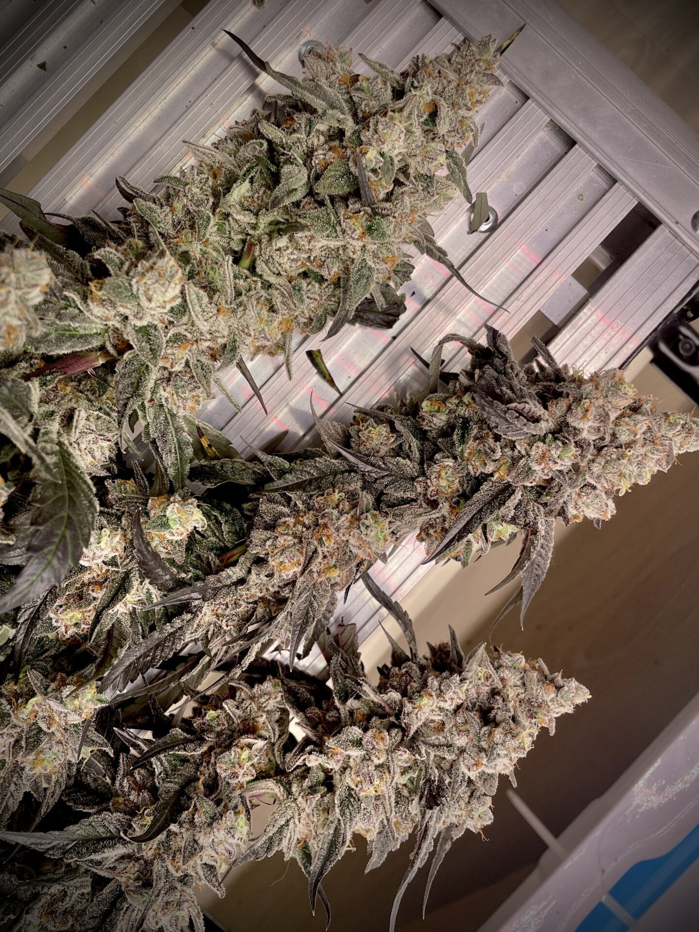 ML Peachy - Cannabear Thailand