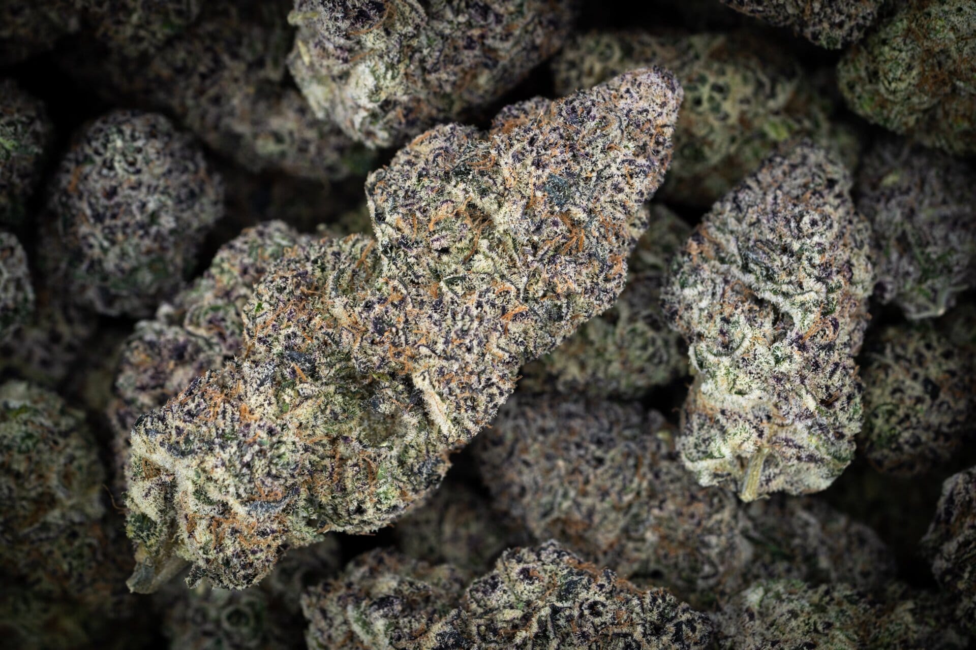 Blueberry Sugar - Popcorn (Blockhead Breeder Cut) - Cannabear Thailand