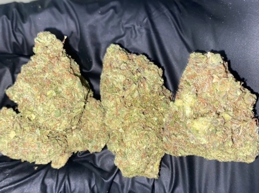 Ultra Mango Haze - Cannabear Thailand