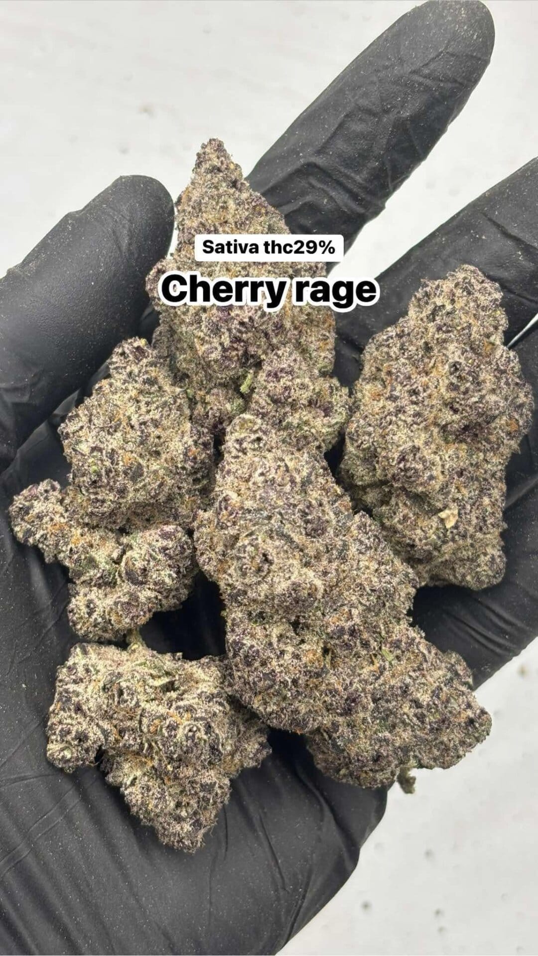 Cherry Rage (New) - Cannabear Thailand