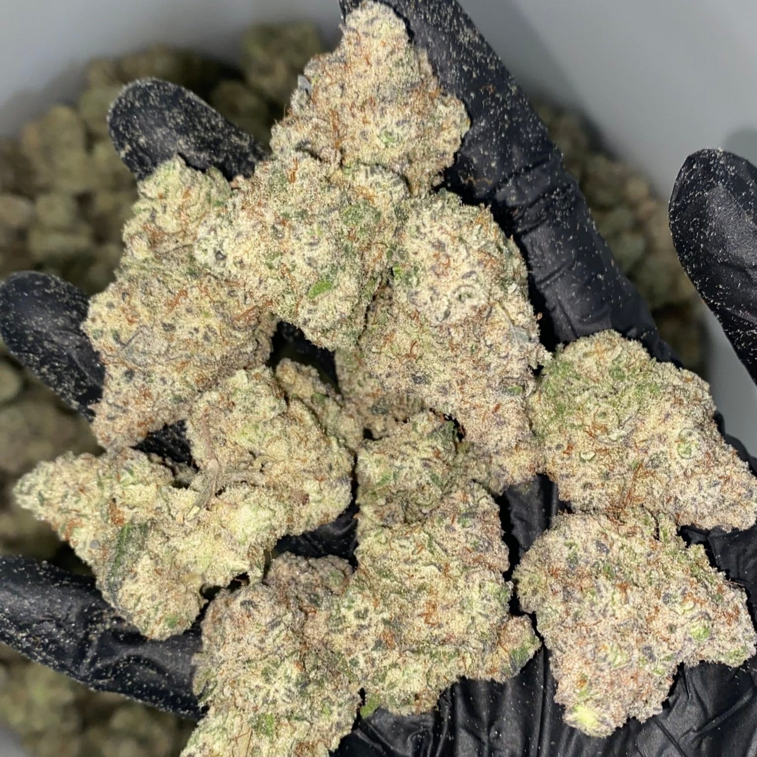 Catier OG (Restock) - Cannabear Thailand