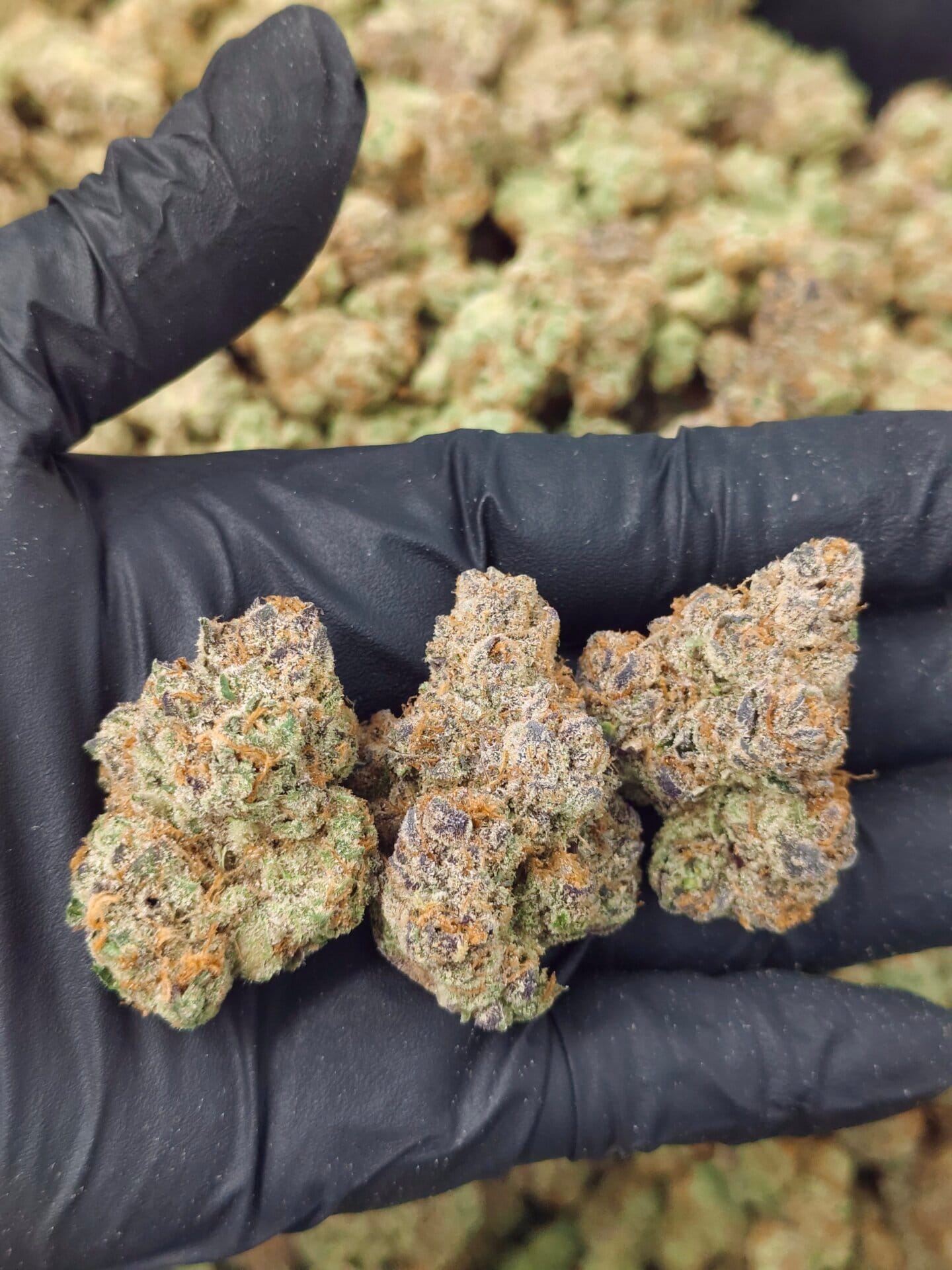 Pineapple Express - Cannabear Thailand
